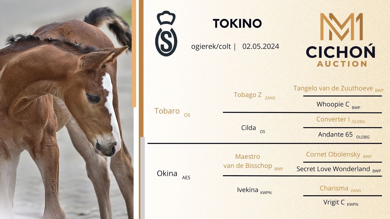 2. Tokino (Tobaro x Maestro van de Bisschop), 2.05., OS, ogierek/colt ...