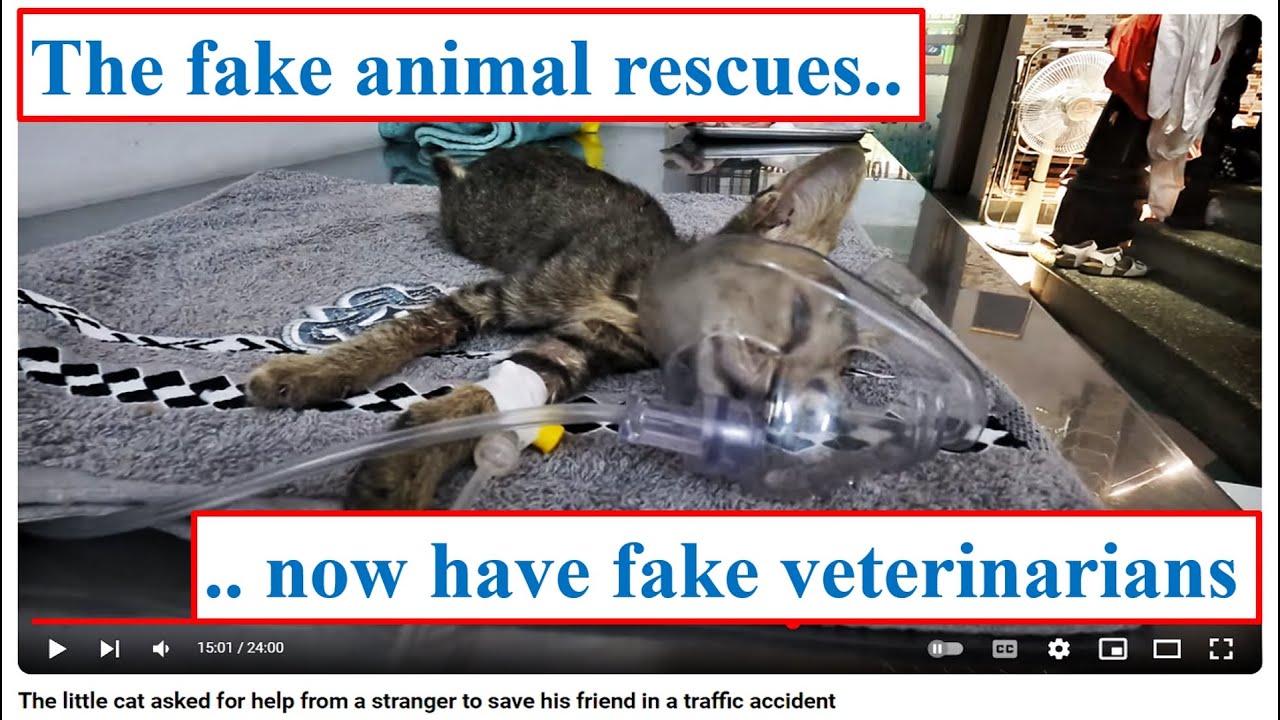 Fake Animal Rescues - now have fake veterinarians - YouTube