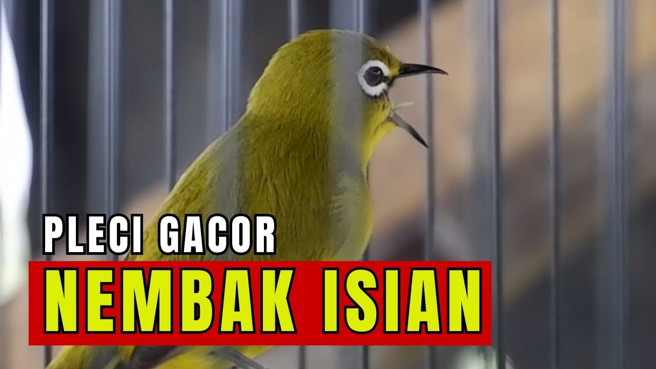 Pleci Gacor Nembak Isian, Pancingan Pleci Nembak Isian - YouTube