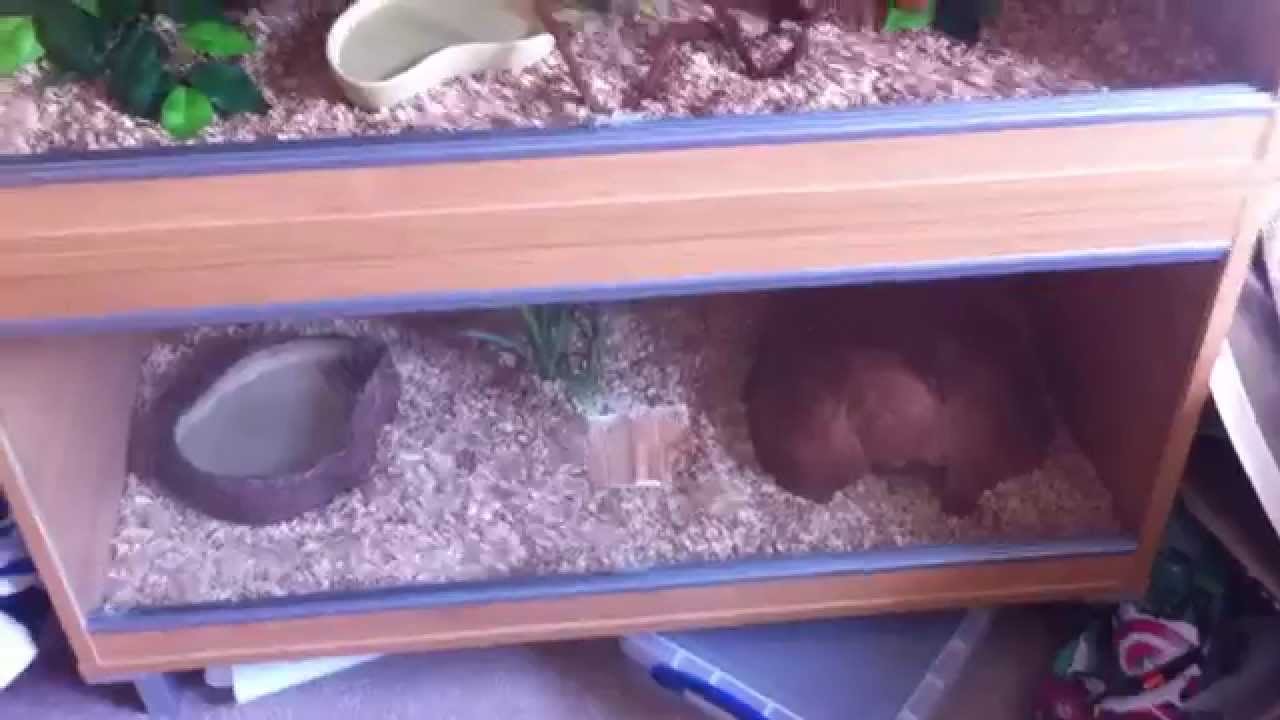 Viv-exotic Viva Vivarium Stack Review! - YouTube