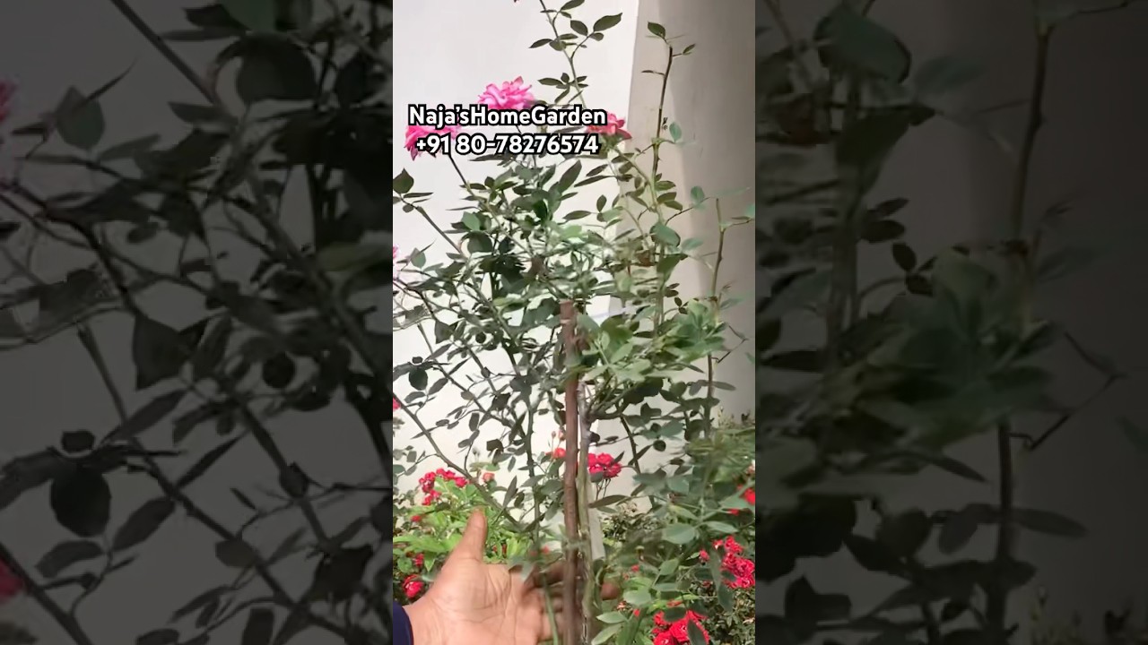 Standing Rose / Tree Rose / Stand Rose available for sale #salevideo # ...