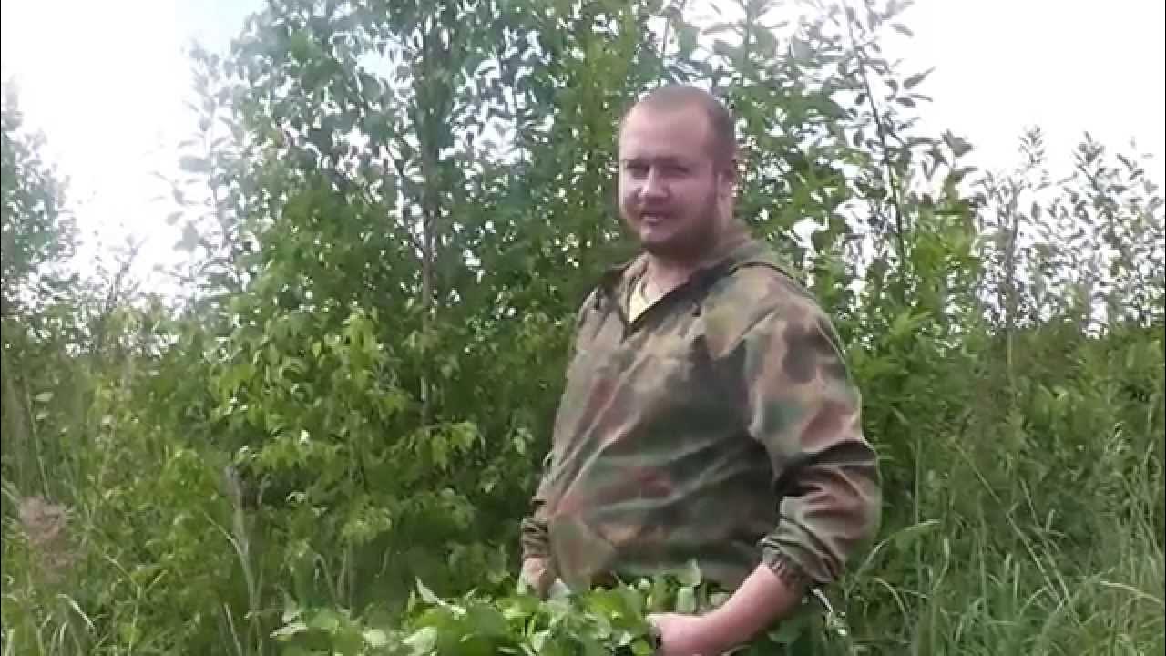 Как заготавливать березовые веники. Часть 1 - заготовка материала ...