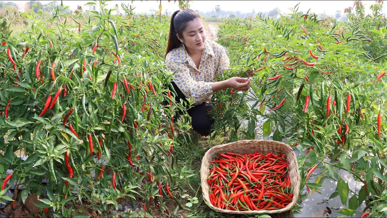 Harvest hot red chili from grandmother's chili garden for my recipe ...