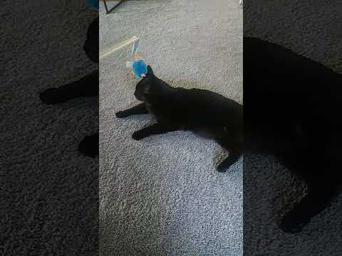 Daffy duck and Micky the fat kitty - YouTube