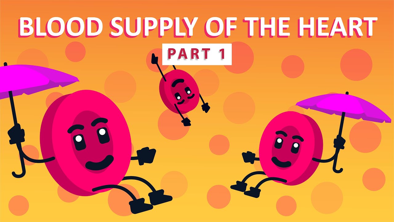 How The Heart Supplies Blood to Itself (Part 1) | Physiology - YouTube
