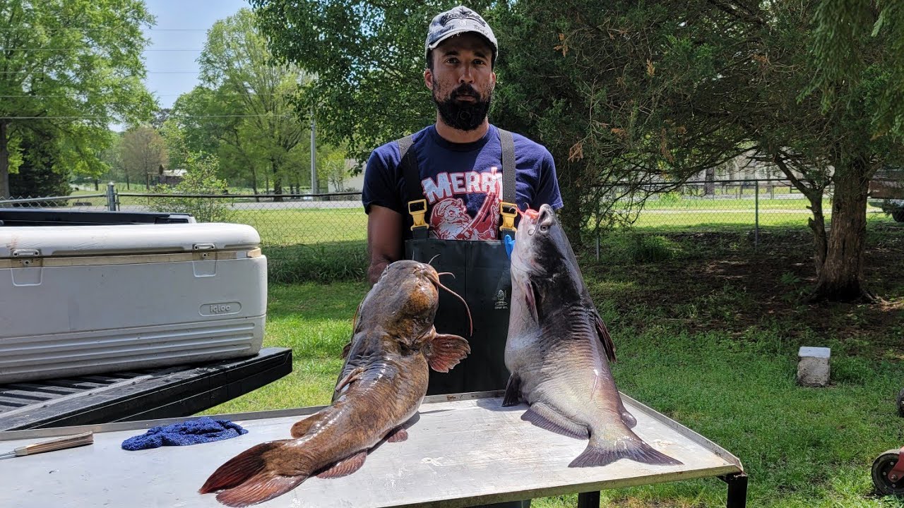 How to Clean a Flathead Catfish #greenmachine #catfish #howto #flathead ...