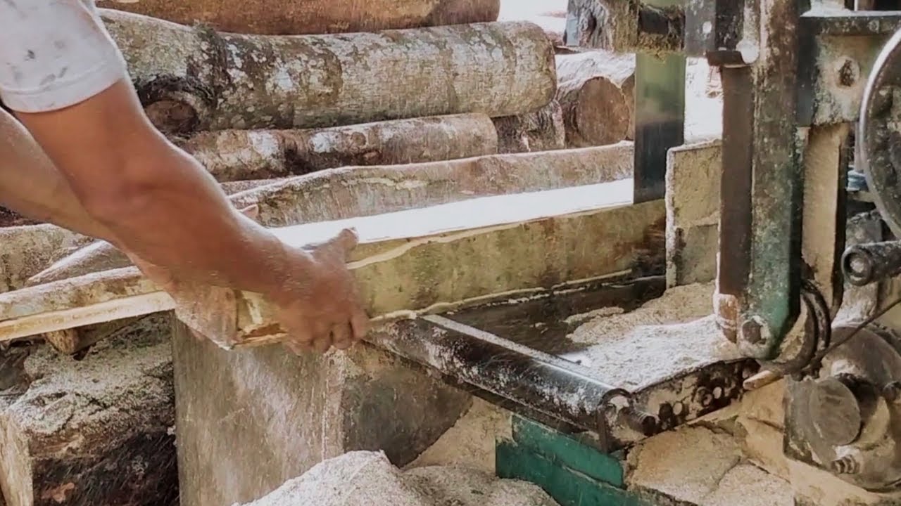 Kebutuhan semakin meningkat, Proses penggergajian kayu jenis kayu racuk ...