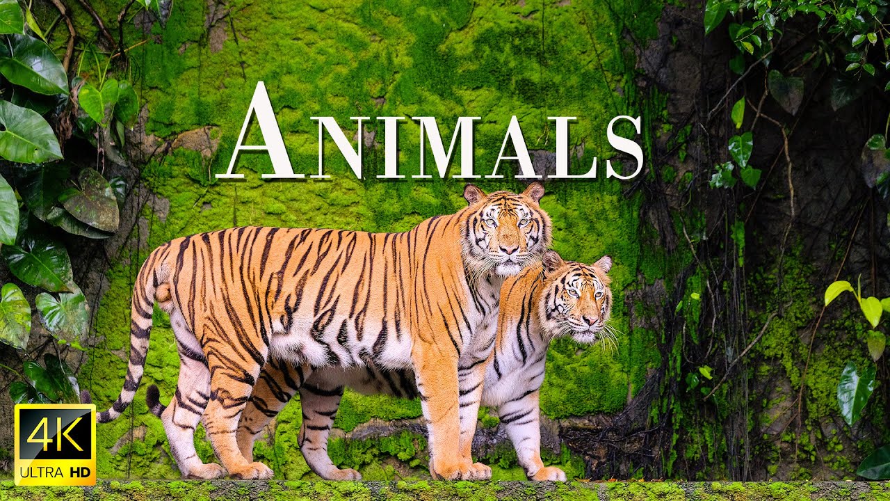 Animals Of The World 4K - Scenic Wildlife Film With Calming Music - YouTube