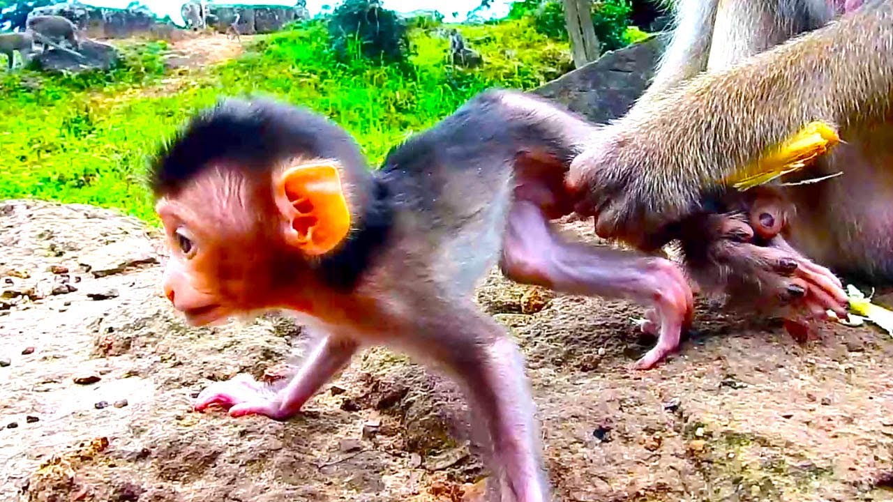 Brave Baby Monkey Takes His VERY FIRST Steps! - YouTube