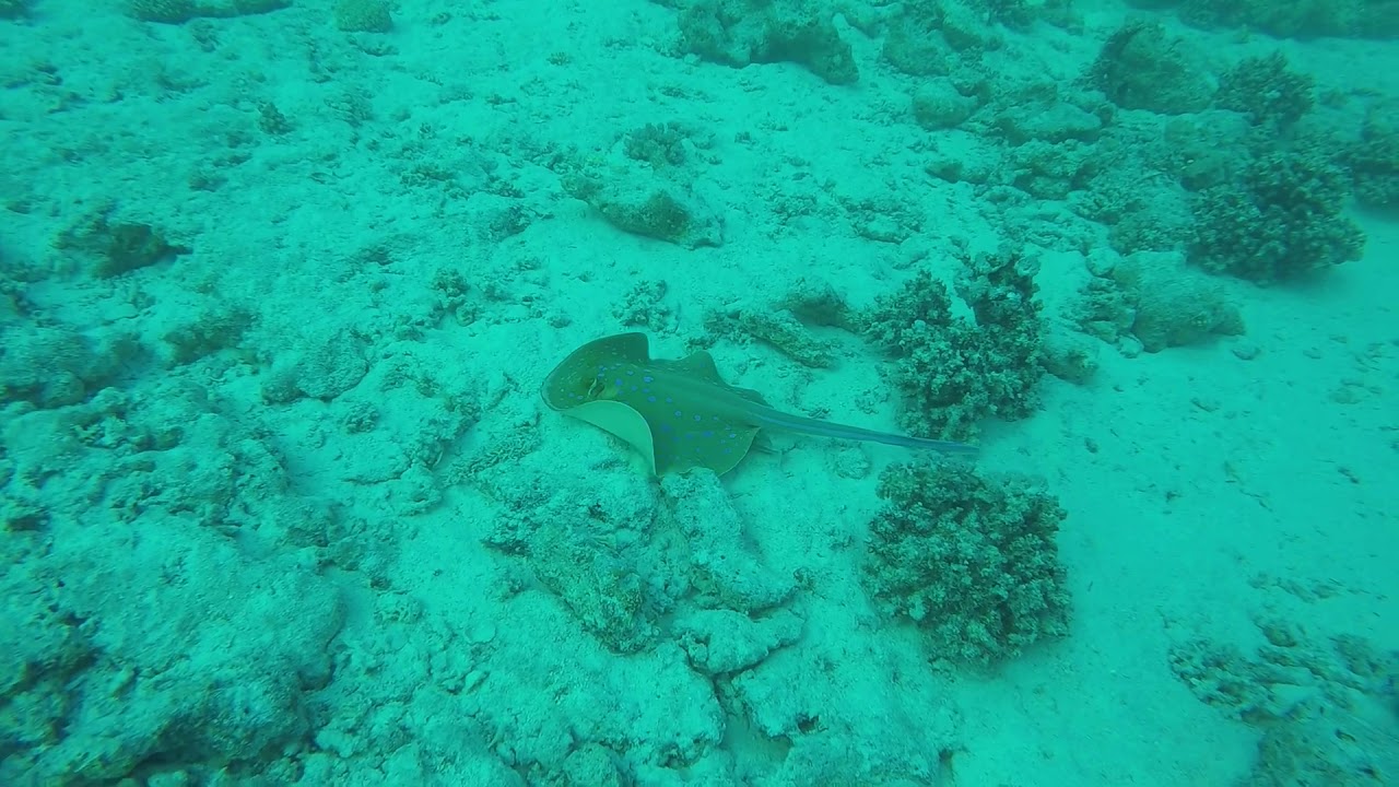 Red Sea : sting ray - YouTube
