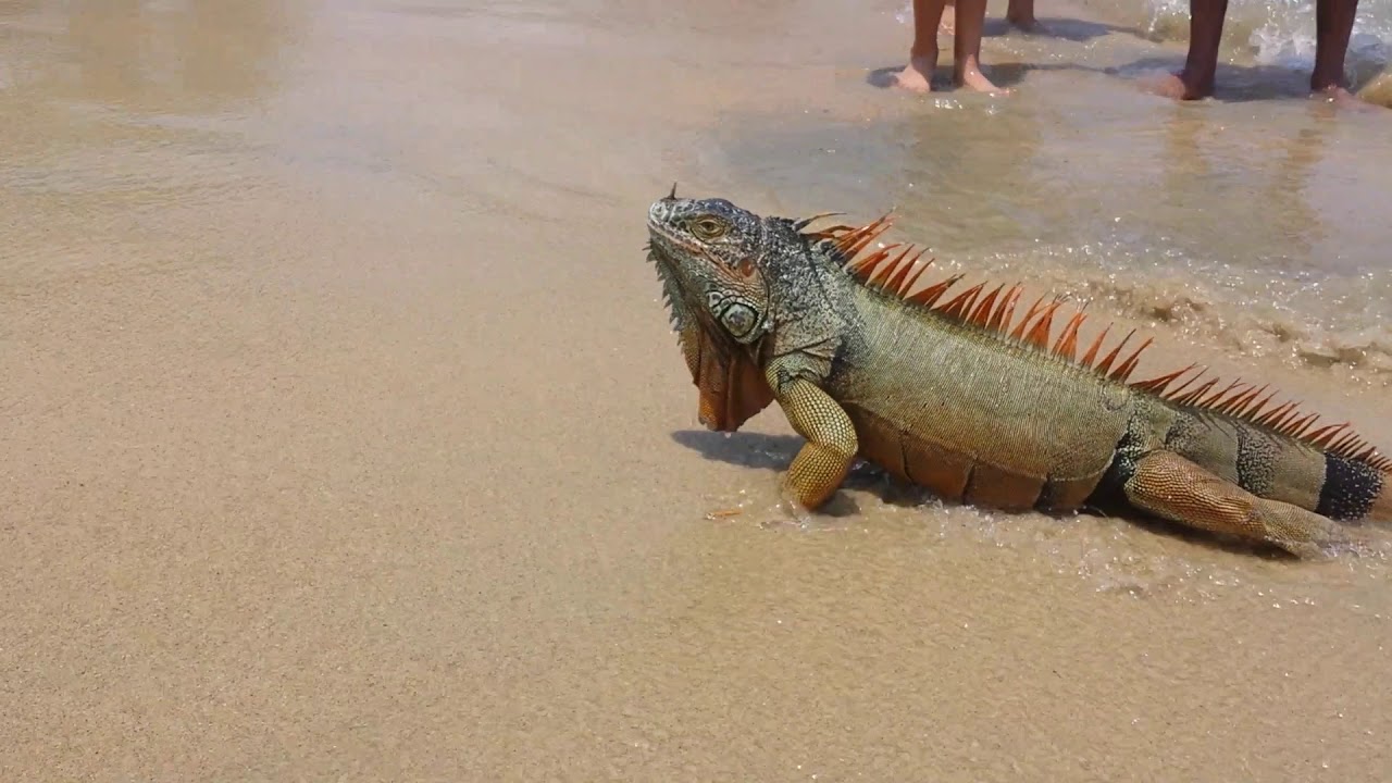 Puerto Vallarta .,IGUANA Enorme en playa las animas !! - YouTube