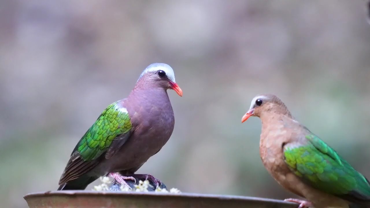 The most beautiful & colourful dove | Emerald Doves water bath & preening | Amazing birds at ...