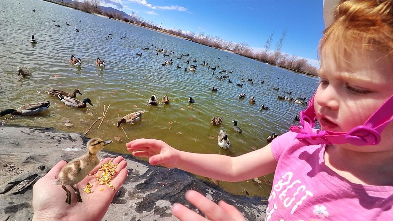 FEEDING BABY DUCKS!! ultimate family picnic at the park with Adley and ...