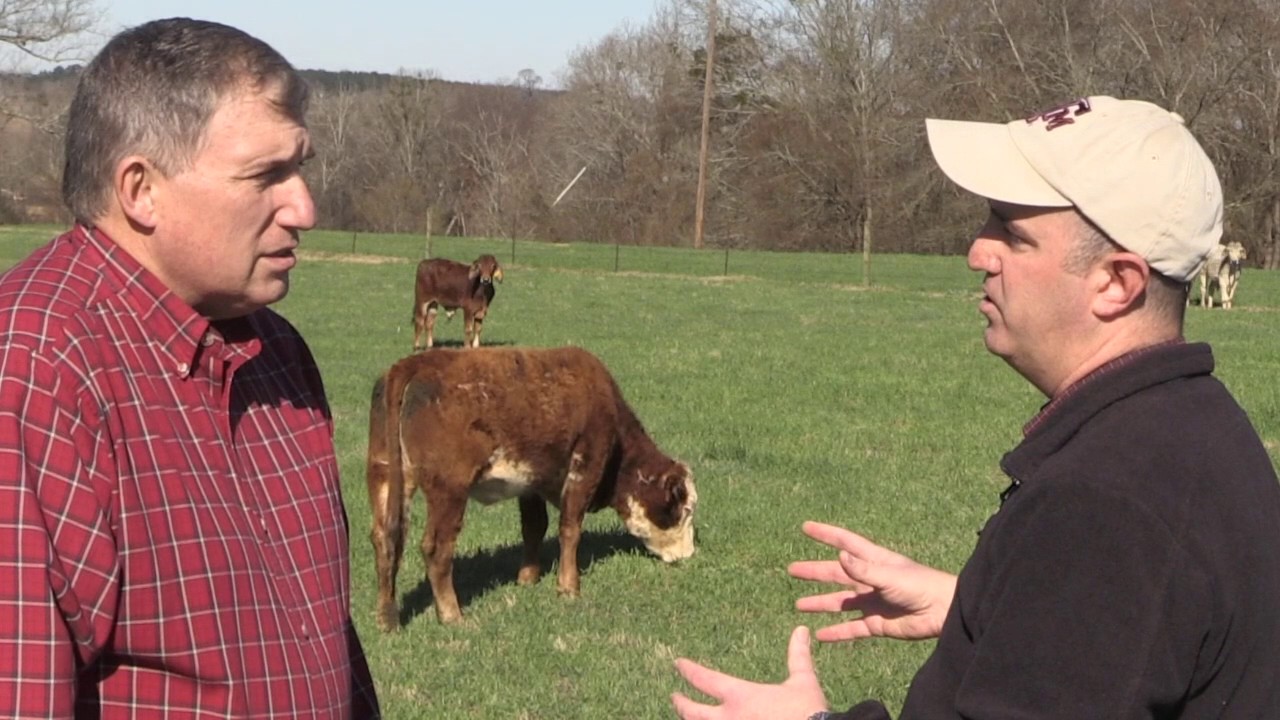 Jason Banta - Beef & Cattle Literacy - Difference taste profile between ...