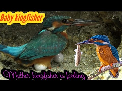 Baby kingfisher I didn't eat actively Mother kingfisher is feeding king ...