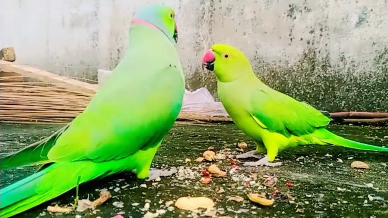 Parrot Sound Eating Most - YouTube