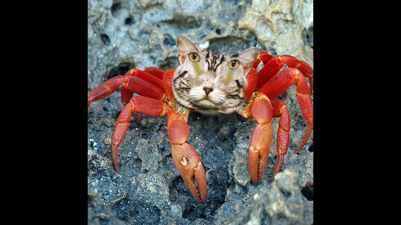 Look A CrabCat - YouTube