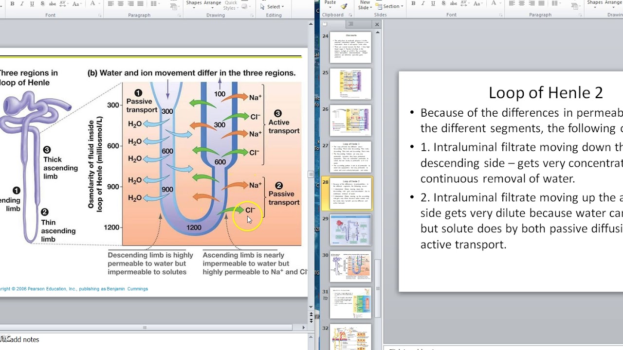 Renal Video 9 Loop of Henle - YouTube