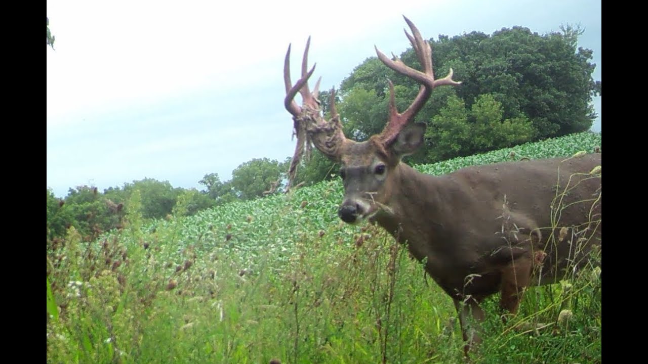 SADDLE Hunting BIG Wisconsin Buck - "Bushwacker" - YouTube