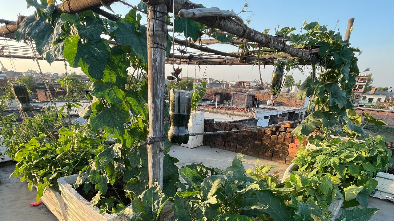 kitchen garden at home / home gardening ideas - YouTube