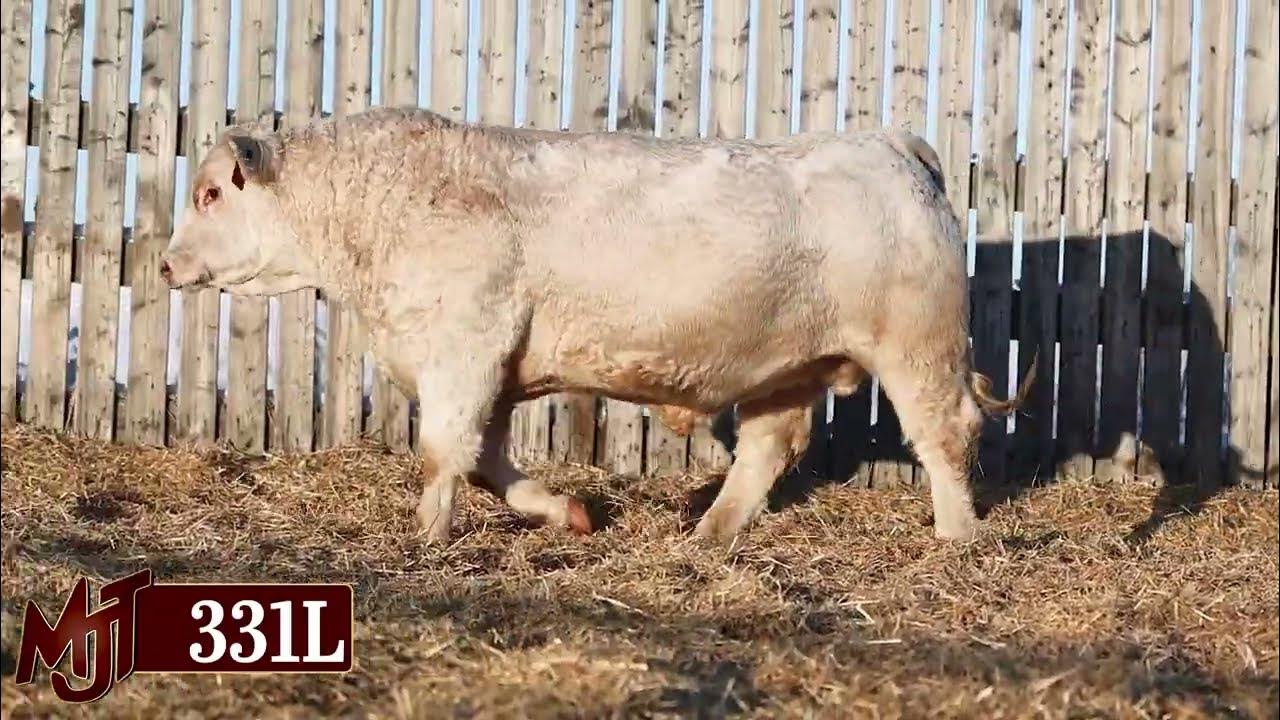 331L MJT Cattle Co 2025 - YouTube
