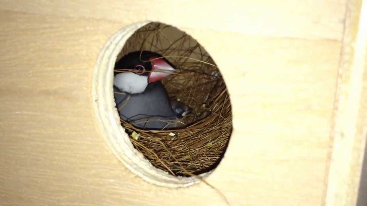 New Java finch babies - YouTube