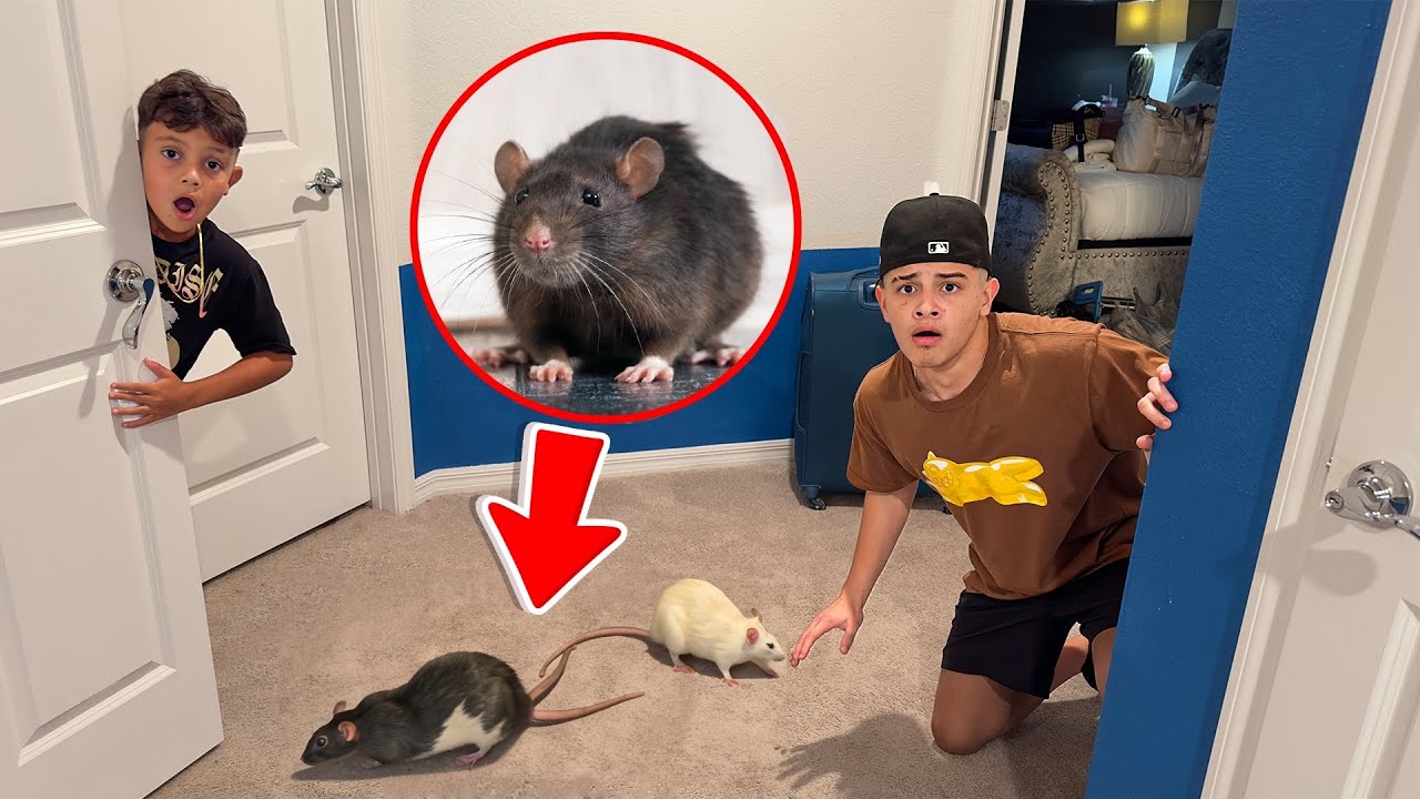 We FOUND RATS in Our Room!! - YouTube