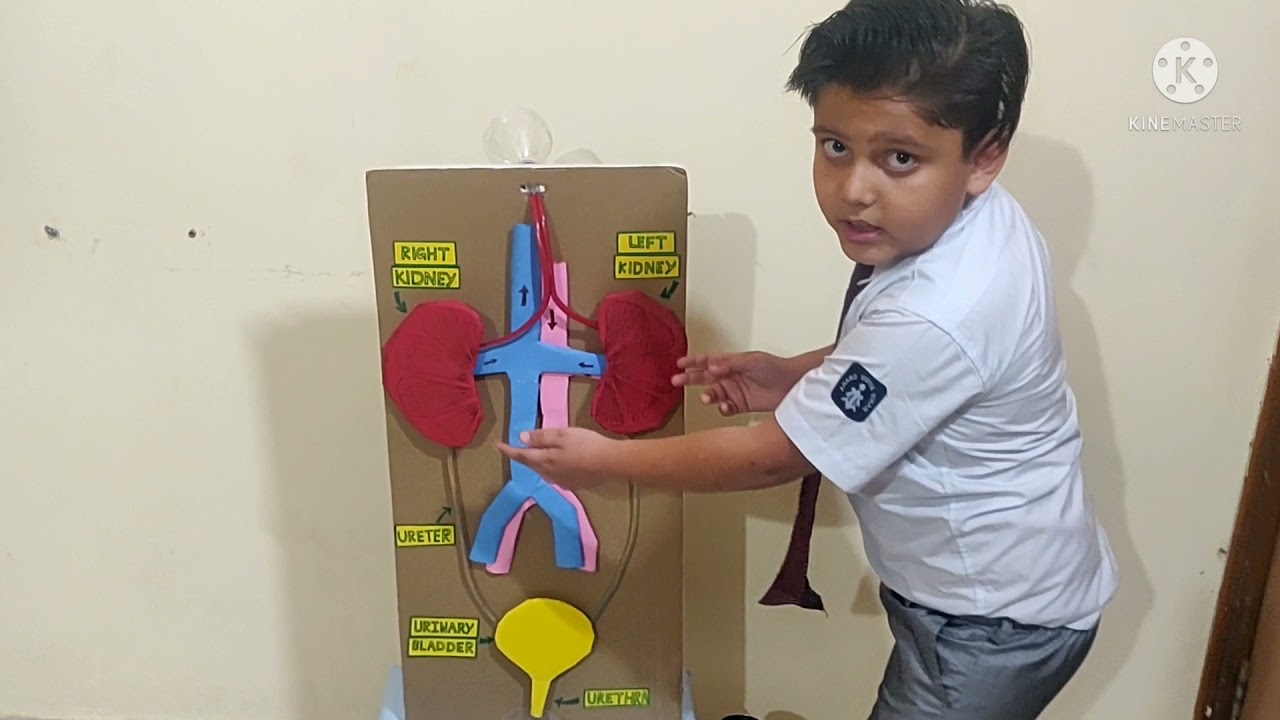 science model- excretory system # DIY working Science model# excretory ...