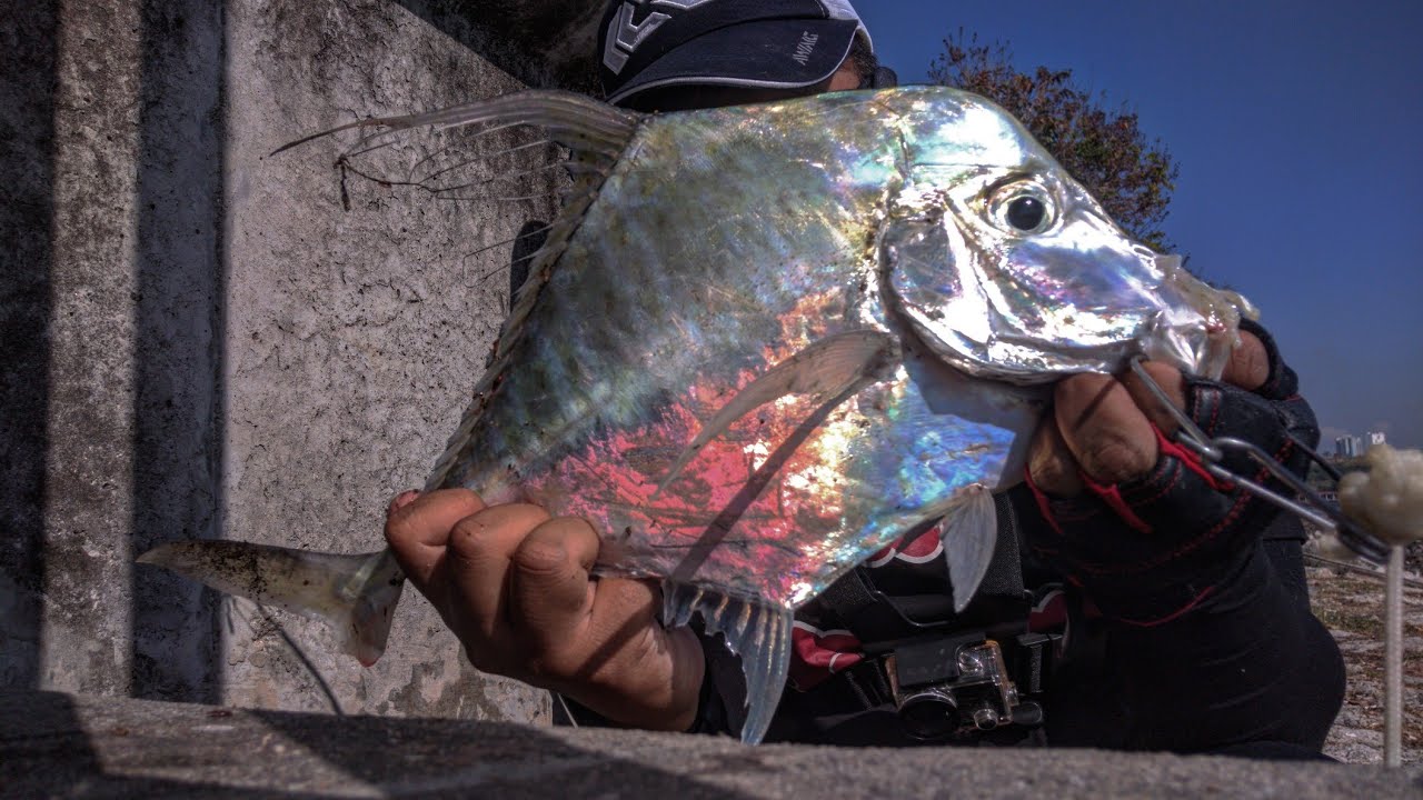 Memancing Di Penang - Ultralight Fishing Ikan Bulan & Ebek ( Karpal ...