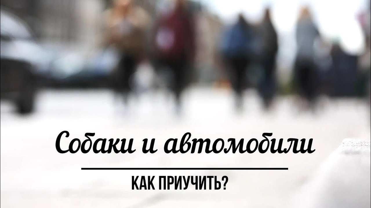 Как приучить собаку к машине Youtube