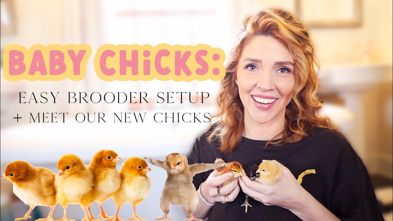 HOW TO RAISE BABY CHICKS: Easy Brooder Setup + Meet our Flock! - YouTube