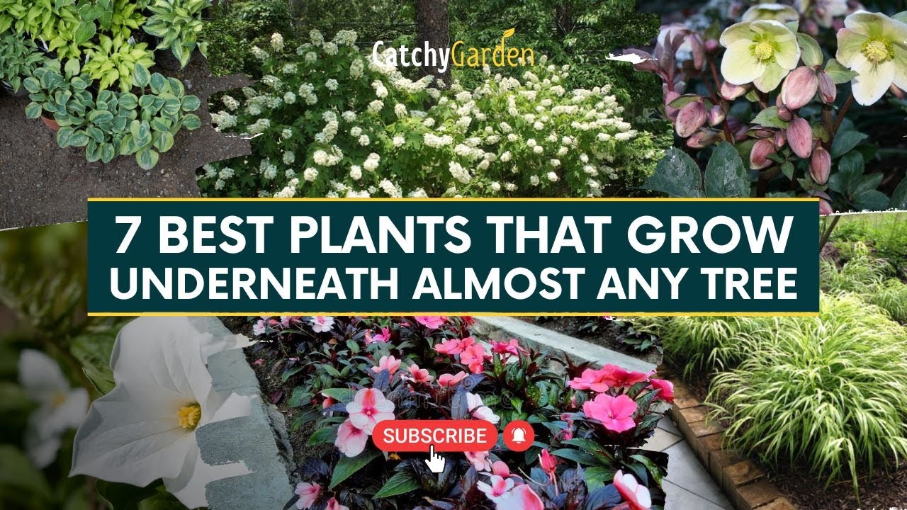 7 Best Plants That Grow Underneath Almost Any Tree 🌳🌷🌴 // Garden Tips ...