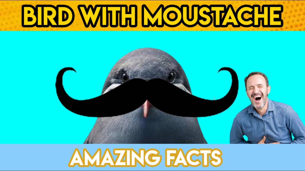 A bird with Moustache. Amazing facts, Facts, Fact video, bird facts ...