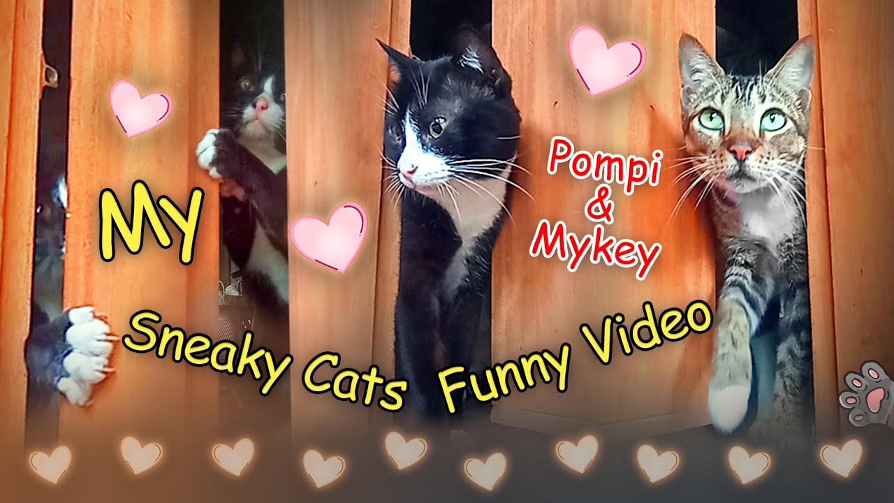 Sneaky Cats Funny Video :) :) - YouTube