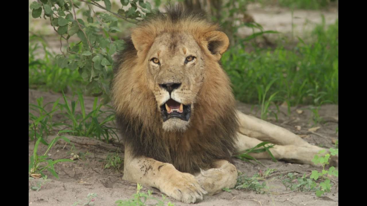 Self Drive 4WD safari Botswana 2016 - YouTube