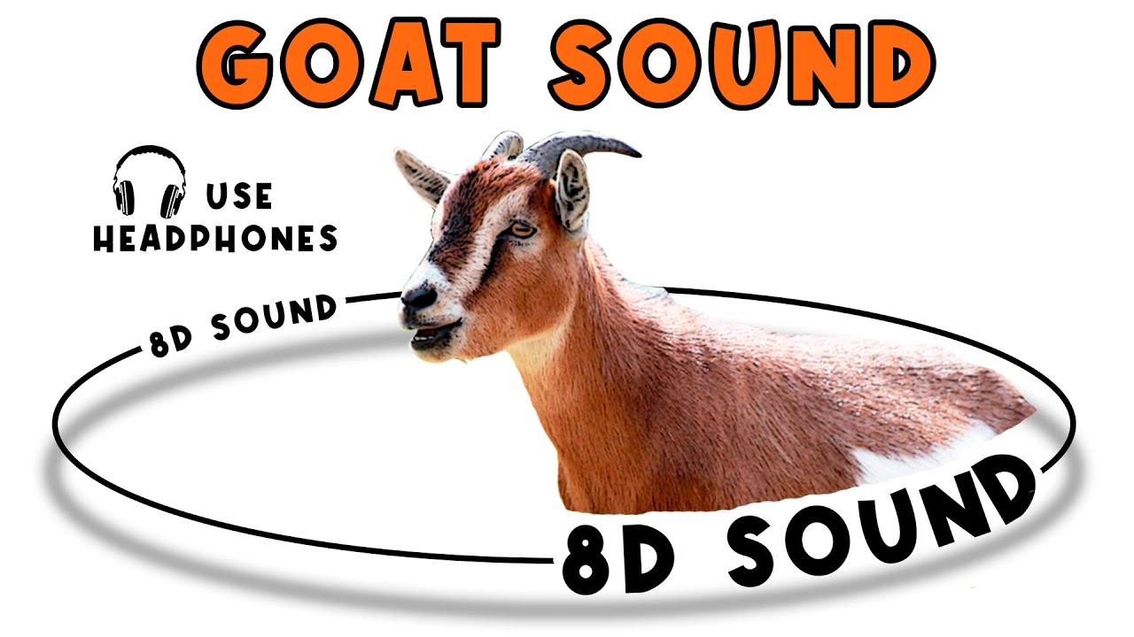 GOAT SOUND - GOAT SOUND EFFECT - NOISE OF GOAT - animal sound - YouTube