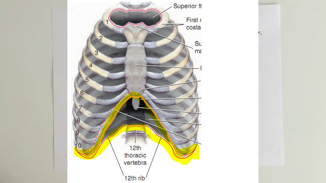 ANATOMİ-16.KONU-Toraks Eklemleri - YouTube