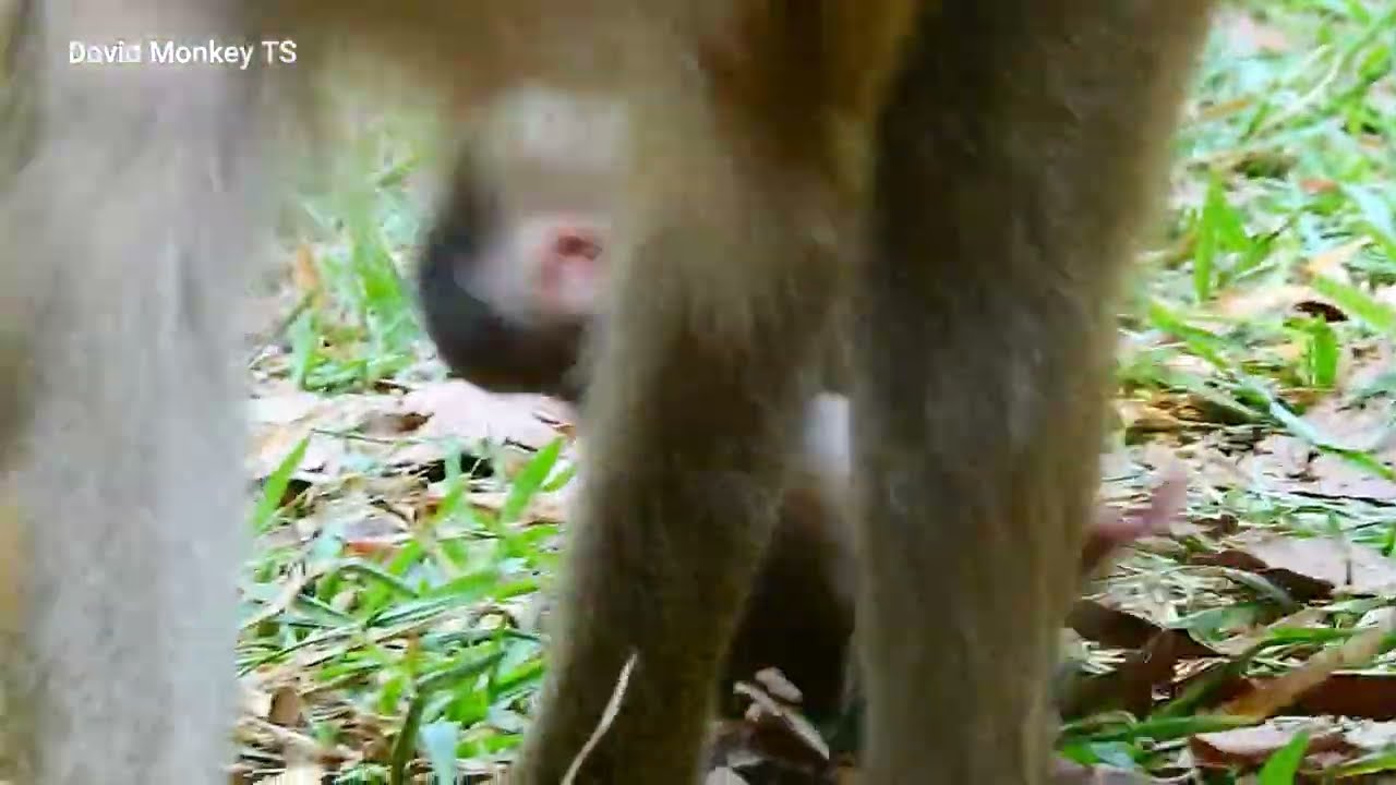 Just born baby Lily crying angry mom Libby - Lily crying when mom Libby ...