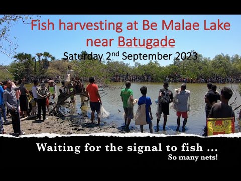 Be Malae Sacred Lake - Fish Harvesting Festival (Batugade, Timor-Leste ...