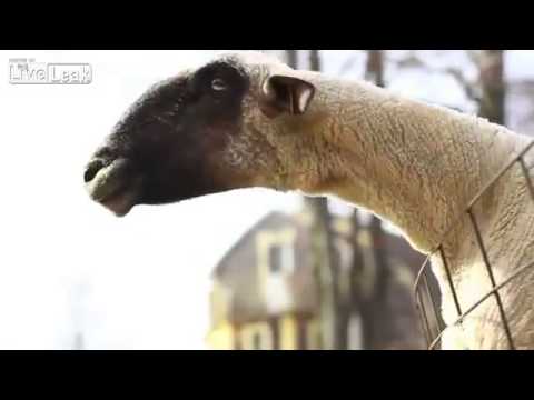 Cabras berrando loucamente( Screaming Goats Compilation). - YouTube