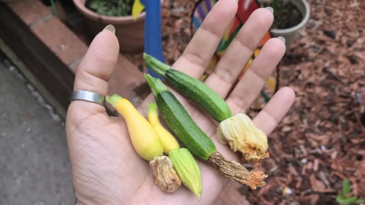 Harvesting Tiny Zucchini + The pill bugs are out of control - YouTube