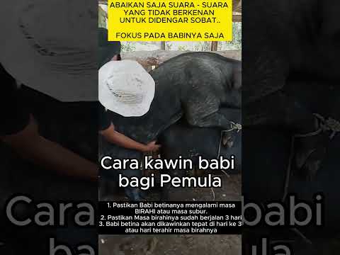 CARA KAWIN BABI BAGI PEMULA #tutorial #cara