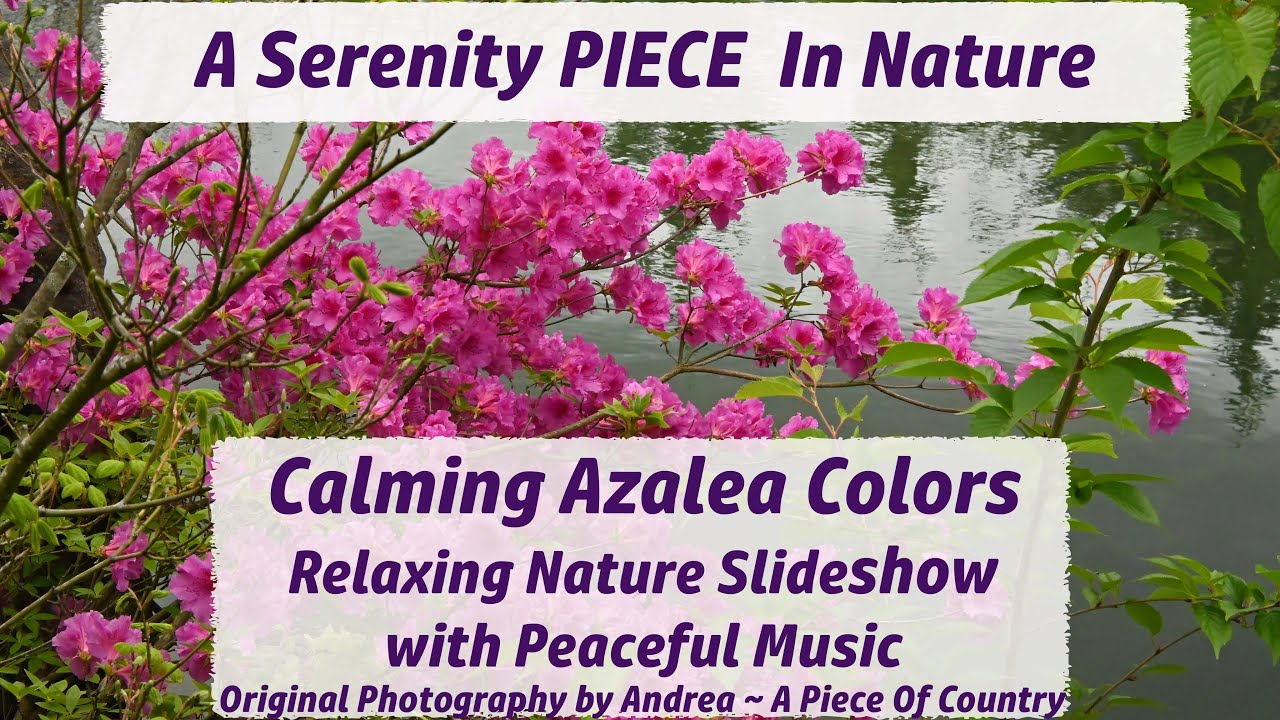 Calming Azalea Colors Are Soothing ~ Relaxing Nature & Peaceful Music ...