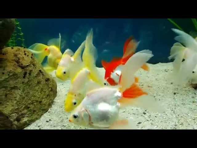 Baby Red Ryukin Goldfish