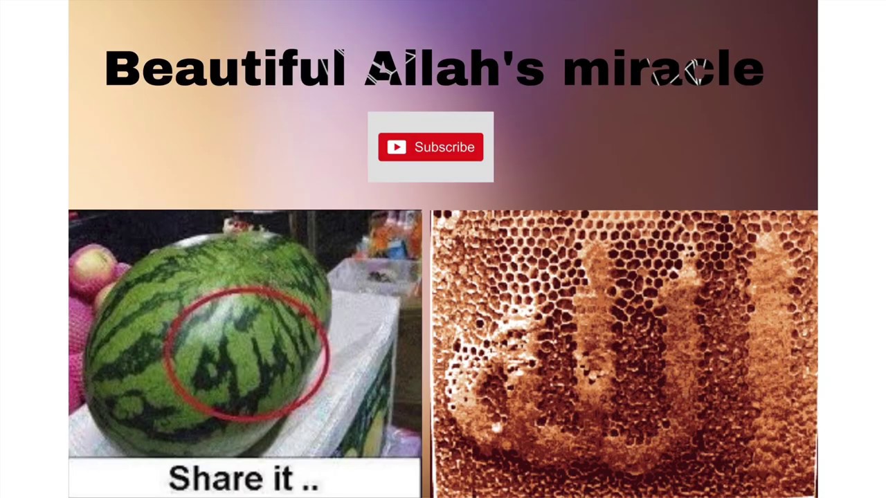 Beautiful Miracles of Allah. - YouTube