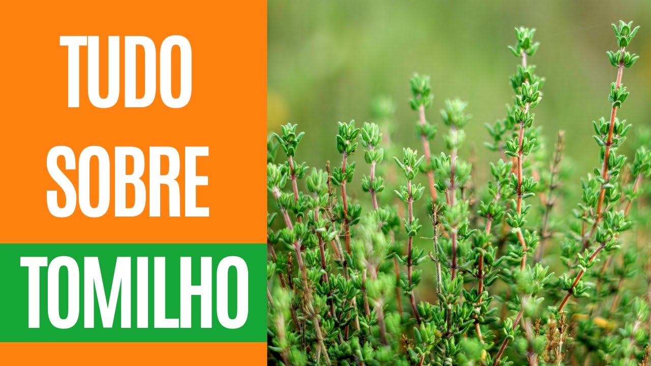 Tomilho - como plantar tomilho. Como cuidar do tomilho. Como usar o ...