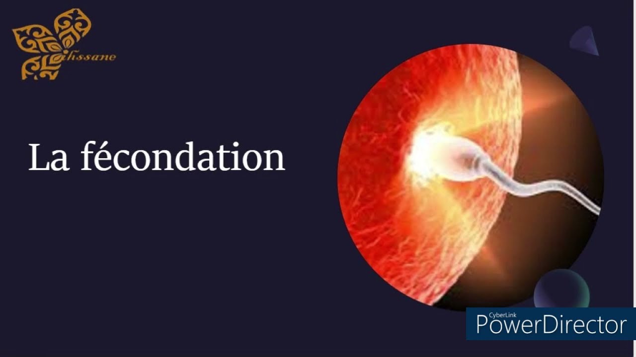 la fécondation interne /la fécondation externe 2apic - YouTube