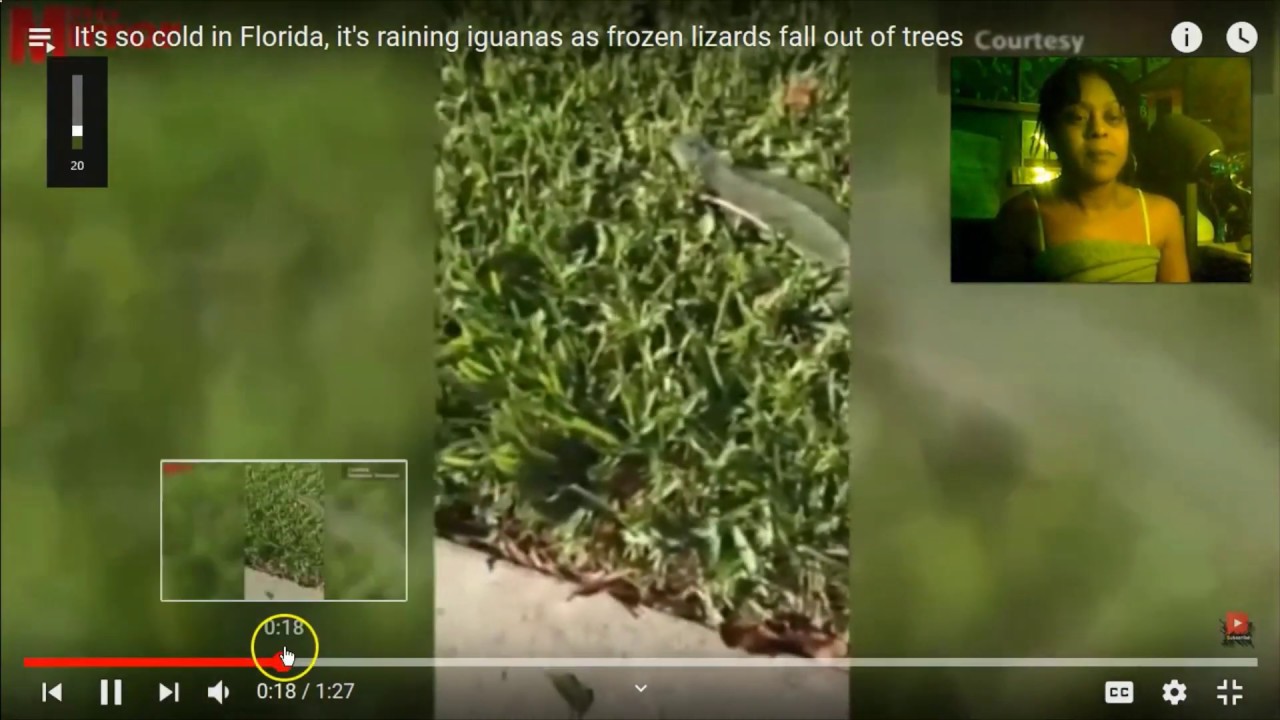 Frozen Lizards in Florida - YouTube