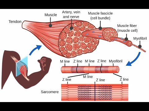 Biology for Engineers, Module 3, Muscle Architecture #vtu # ...