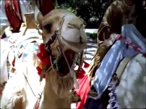 Verizon - The Talking Camels - YouTube